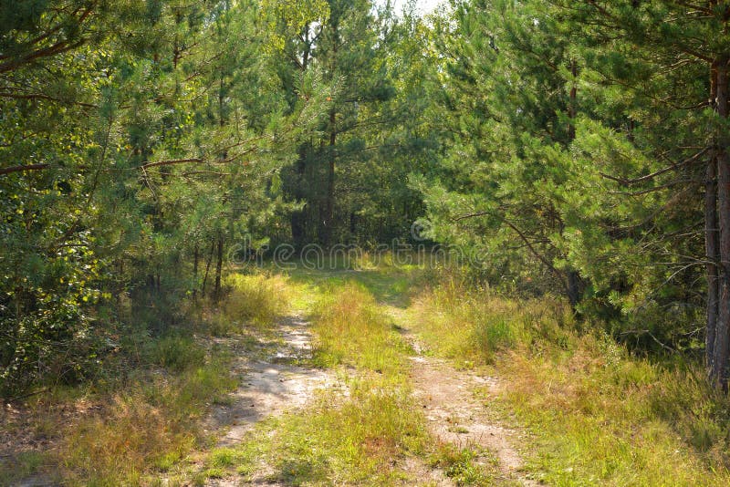 Pathway through Pine Forest Stock Photo - Image of outdoors, beauty ...