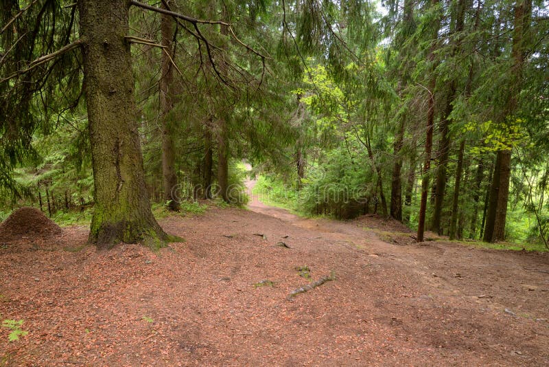 Pathway in Pine Forest at Summer Day Stock Image - Image of season ...