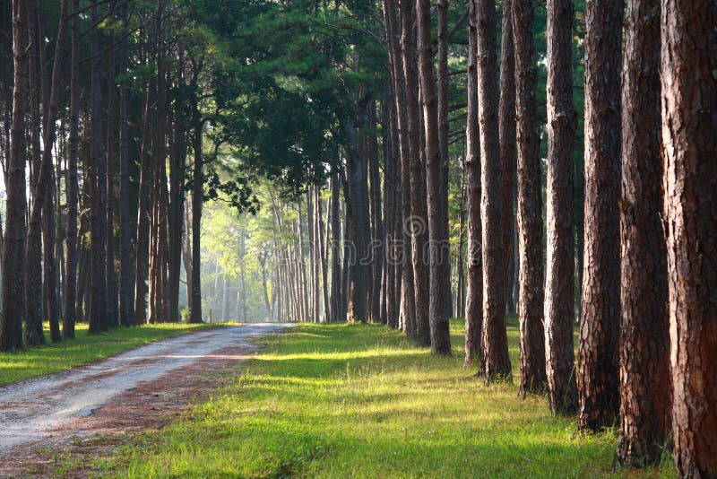 Pathway with Pine Tree on Sideway Stock Image - Image of environment, pathway: 18111013