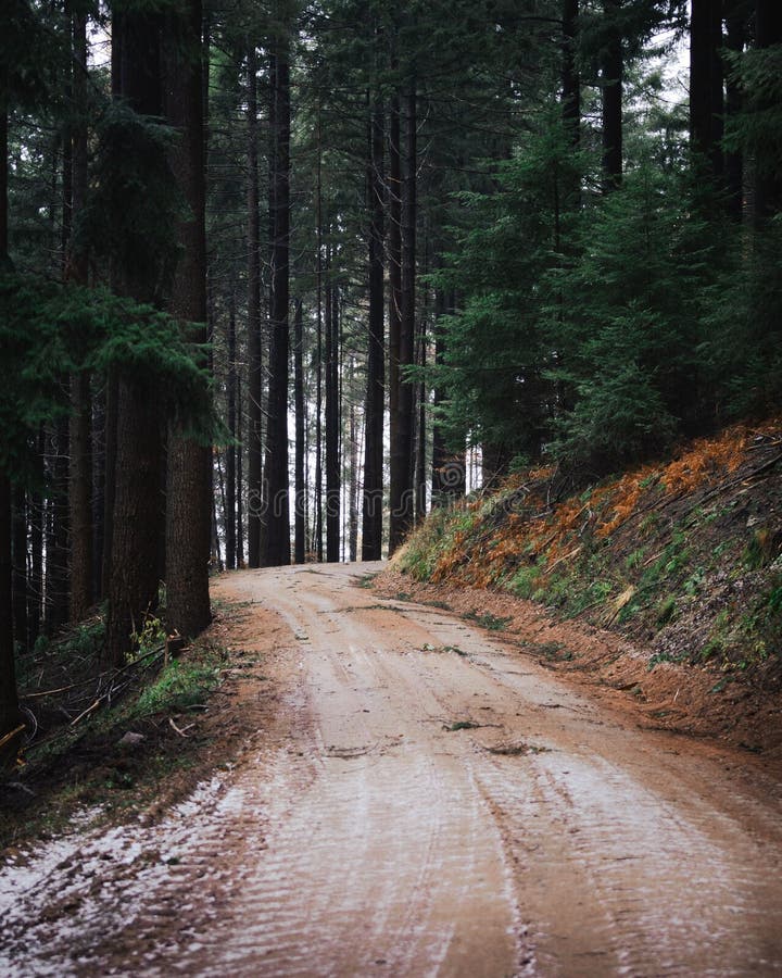 Pathway between Pine Trees in a Forest Stock Image - Image of road ...