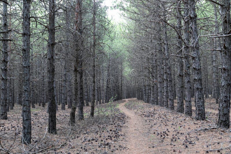 Pathway among Pine Trees in a Forest Near Lake Eymir, Ankara, Turkey ...