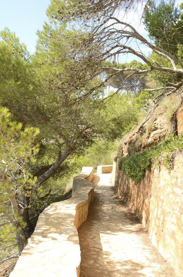 Pathway among pine trees stock image. Image of footpath - 101181645