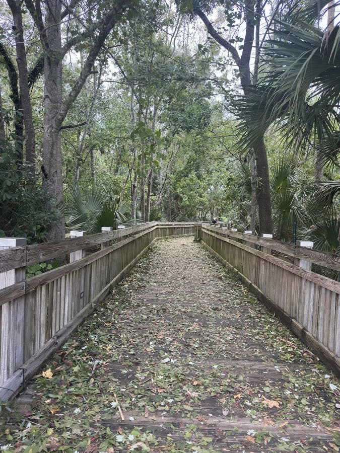 Pathway post hurricane stock photo. Image of pathway - 340416234