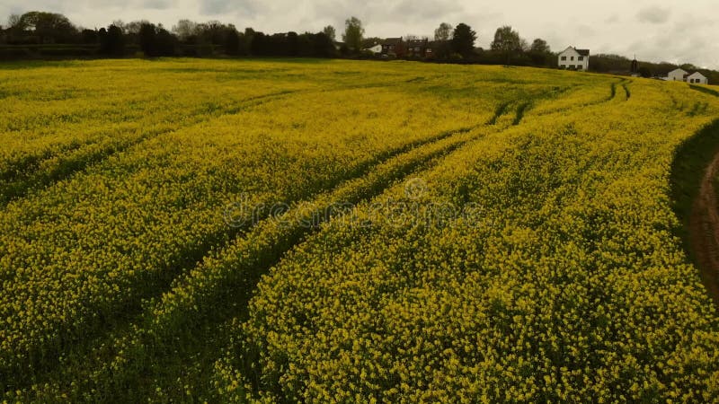 Pathway through Rapeseed Fields in British Countryside Drone Aerial ...