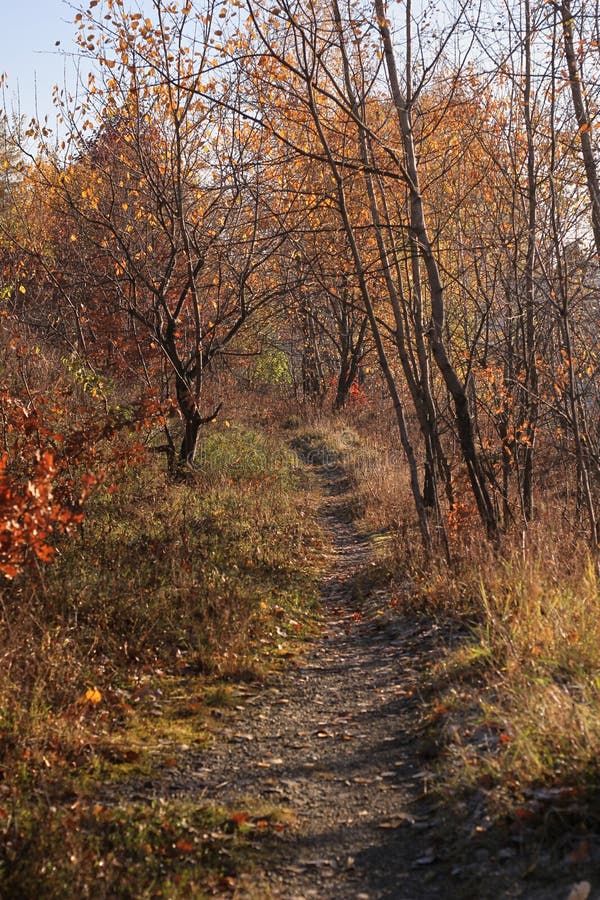 Pathway Road Autumn in the Forest. Stock Image - Image of bush, beauty ...