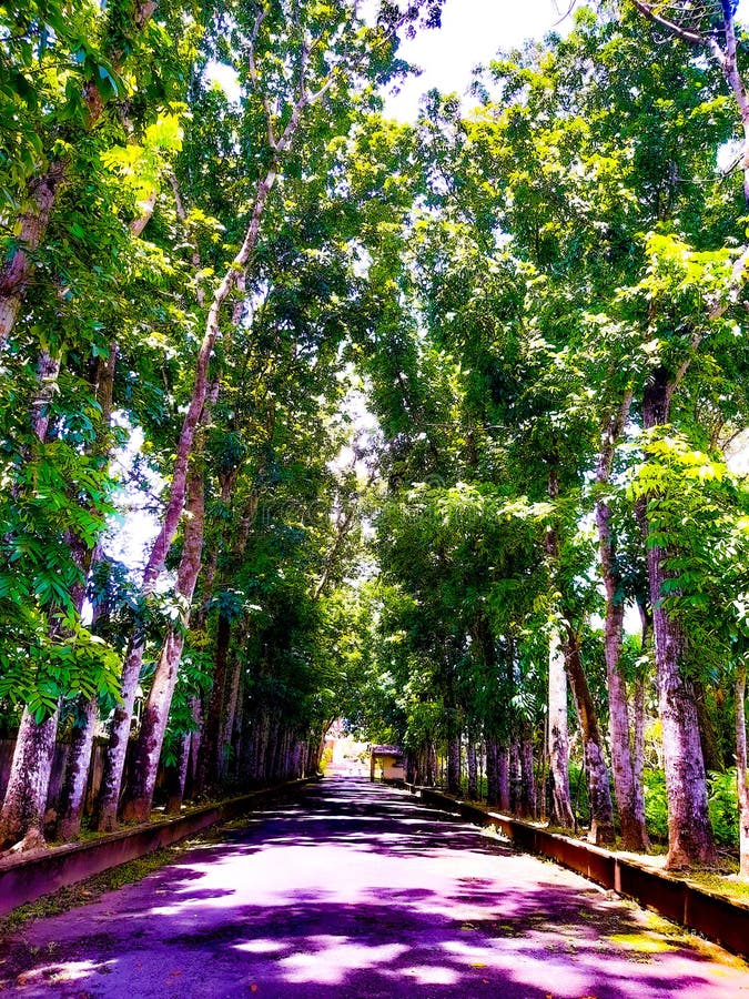 Pathway road stock photo. Image of park, pathway, road - 186955652