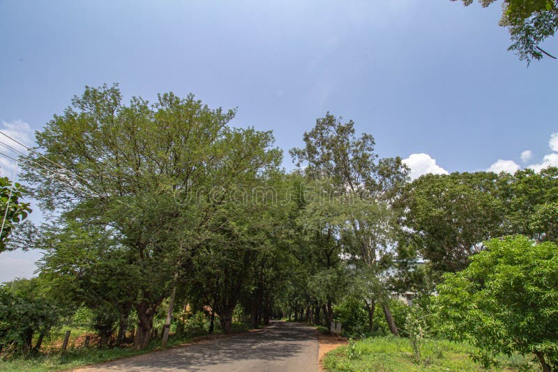Pathway or a Road with Trees on Both Sides Stock Photo - Image of road ...