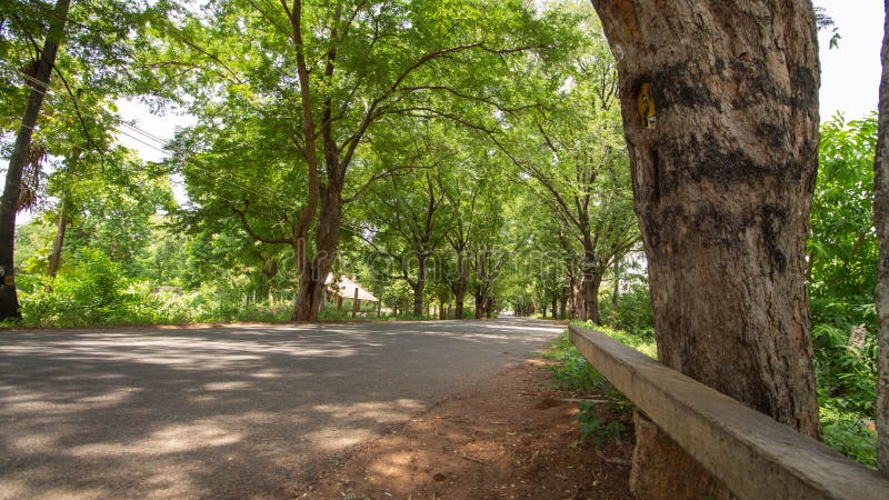 Pathway or a Road with Trees on Both Sides Stock Photo - Image of ...