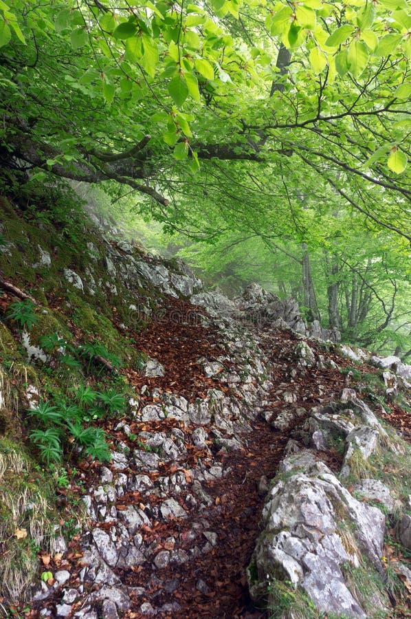 Path in rocky forest stock image. Image of pathway, branch - 32945807