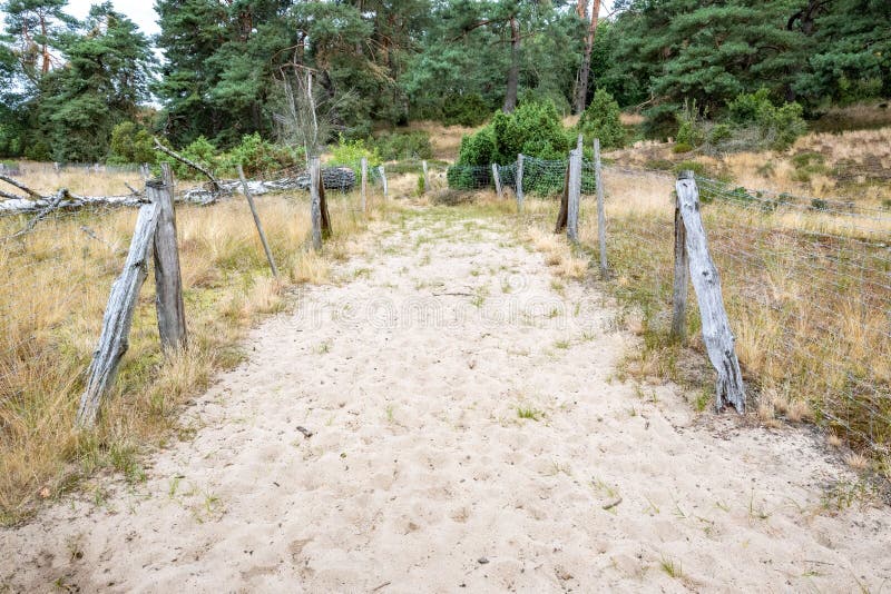 Pathway of Sand Fenced with Wooden Columns Leads To the Forest Stock ...