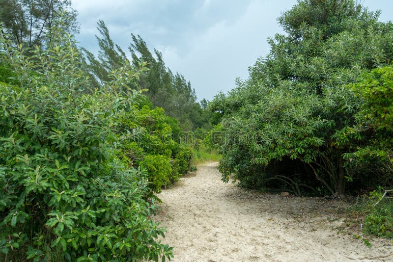 Pathway of Sand Near the Beach Stock Photo - Image of travel, tree ...