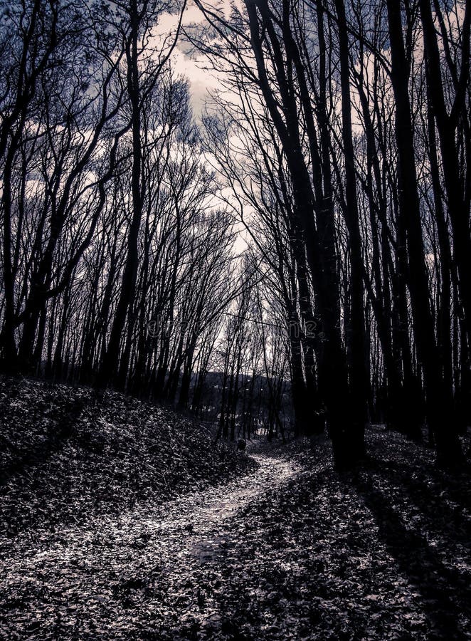 11,569 Scary Woods Photos - Free & Royalty-Free Stock Photos from ...