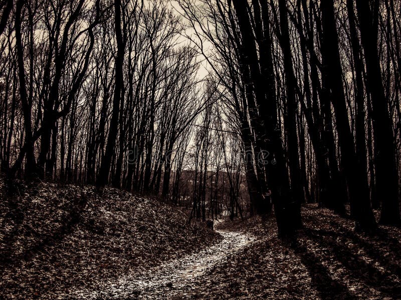Pathway through Scary Woods Stock Photo - Image of scary, woods: 69847486