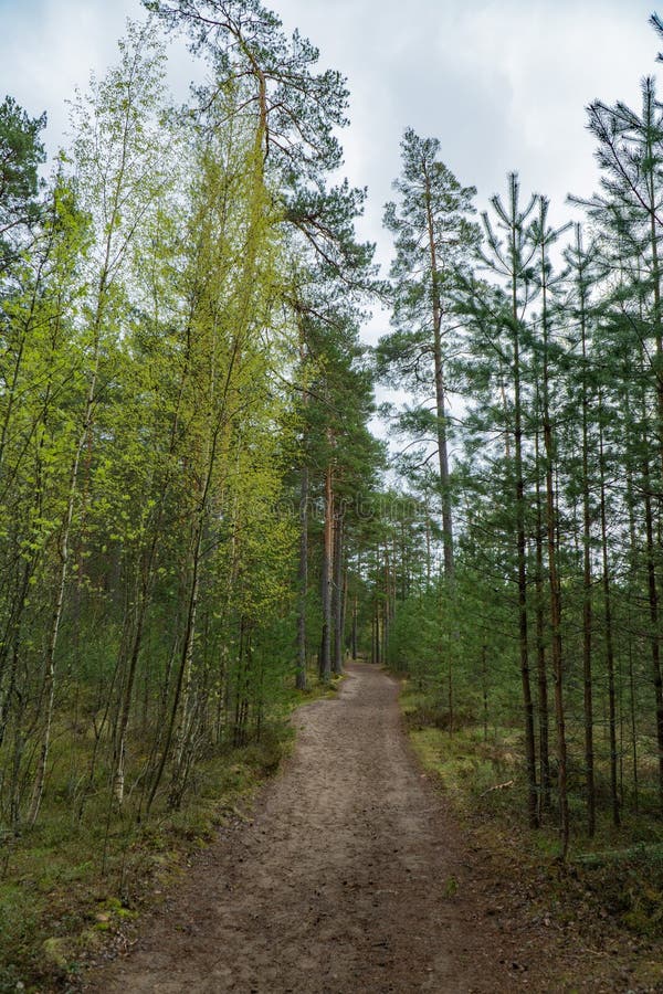 Pathway through a Serene Pine Forest Stock Photo - Image of walk ...