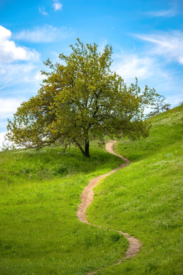 Pathway on slope near tree stock image. Image of pathway - 92406891