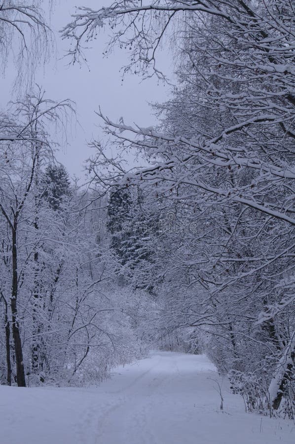 Pathway through Snow-covered Winter Forest Stock Photo - Image of ...