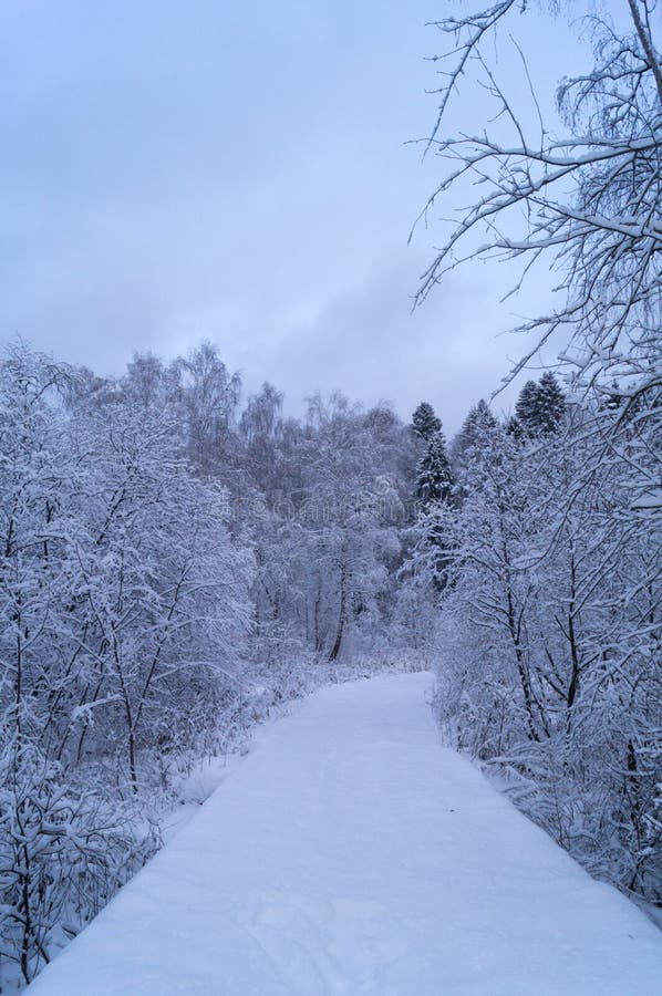 Pathway through Snow-covered Winter Forest Stock Photo - Image of road ...