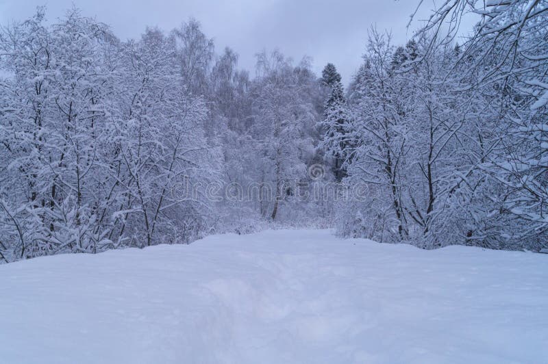 Pathway through Snow-covered Winter Forest Stock Image - Image of ...