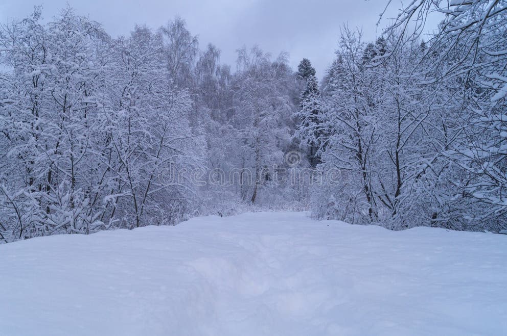 Pathway through Snow-covered Winter Forest Stock Image - Image of ...