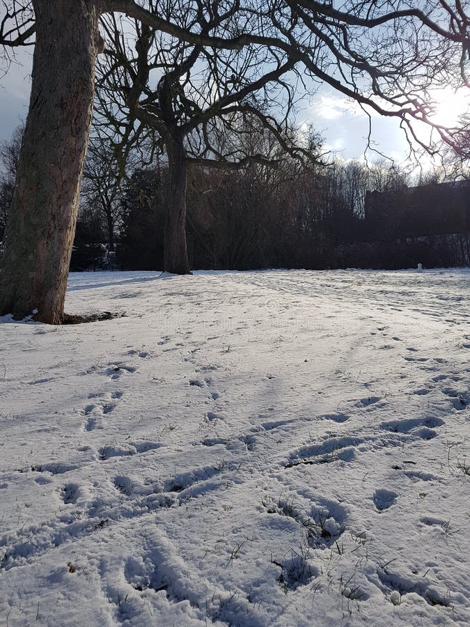 Pathway Snow Tree Bush Winter Stock Photo - Image of pathway, bush ...