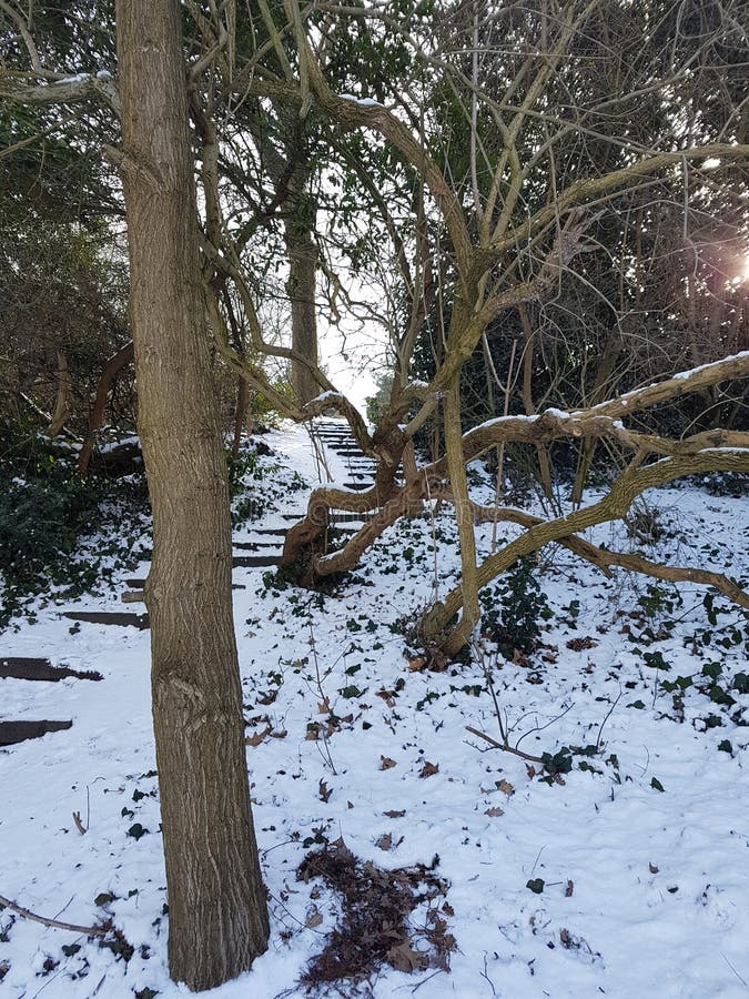 Pathway Snow Tree Bush Winter Stock Image - Image of bush, winter ...