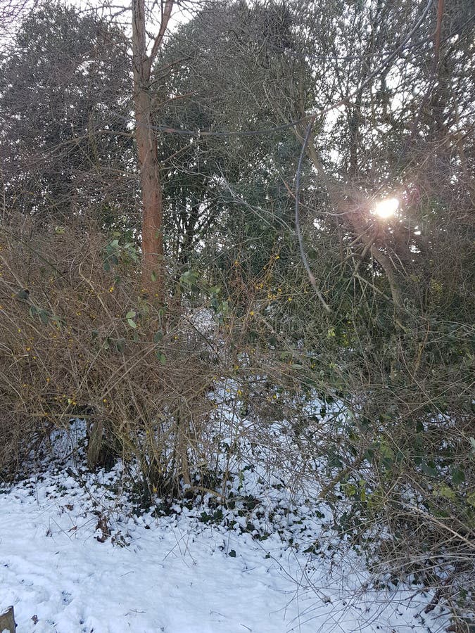 Pathway Snow Tree Bush Winter Stock Photo - Image of snow, pathway ...