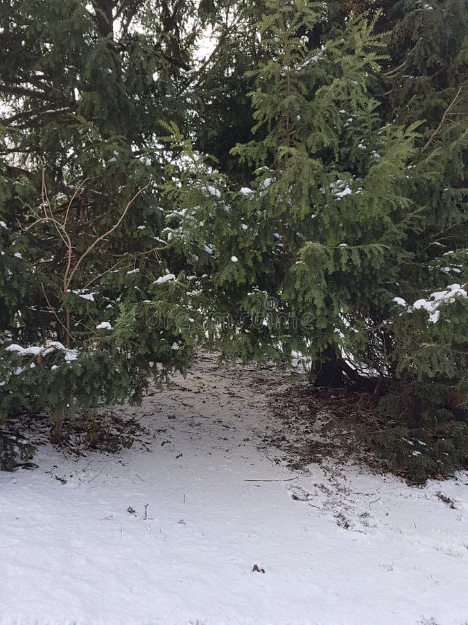 Pathway Snow Tree Bush Winter Stock Photo - Image of pathway, snow ...
