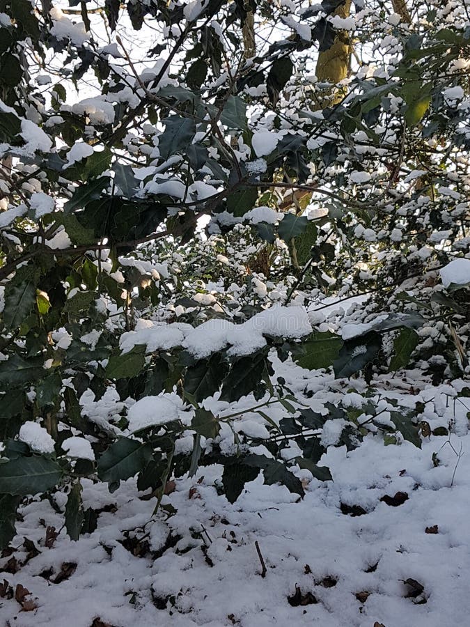 Pathway with Snow Trees Tunnel Corridor and Japanese Lights ...