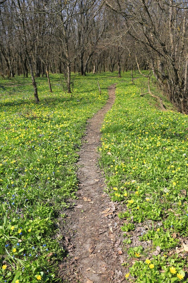 Pathway on Spring Flowers Meadow Stock Image - Image of nature ...