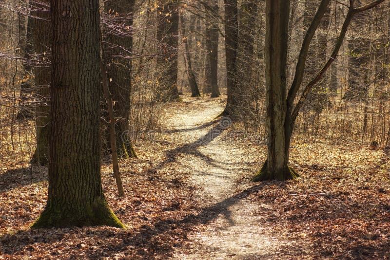 The Path in the Early Spring Forest Stock Image - Image of tree, early ...