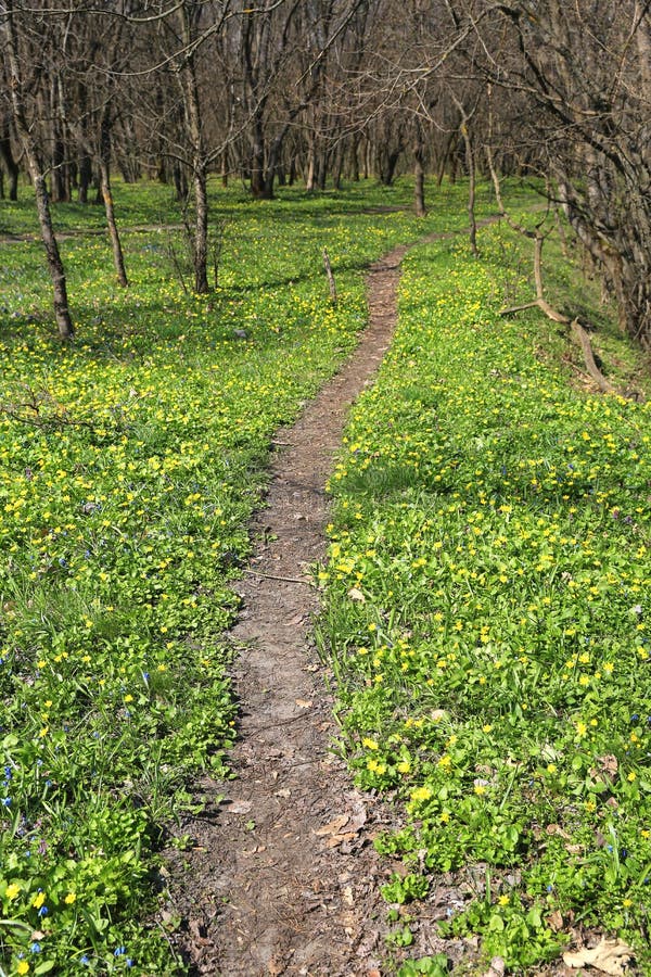Pathway on spring meadow stock photo. Image of deciduous - 144506454