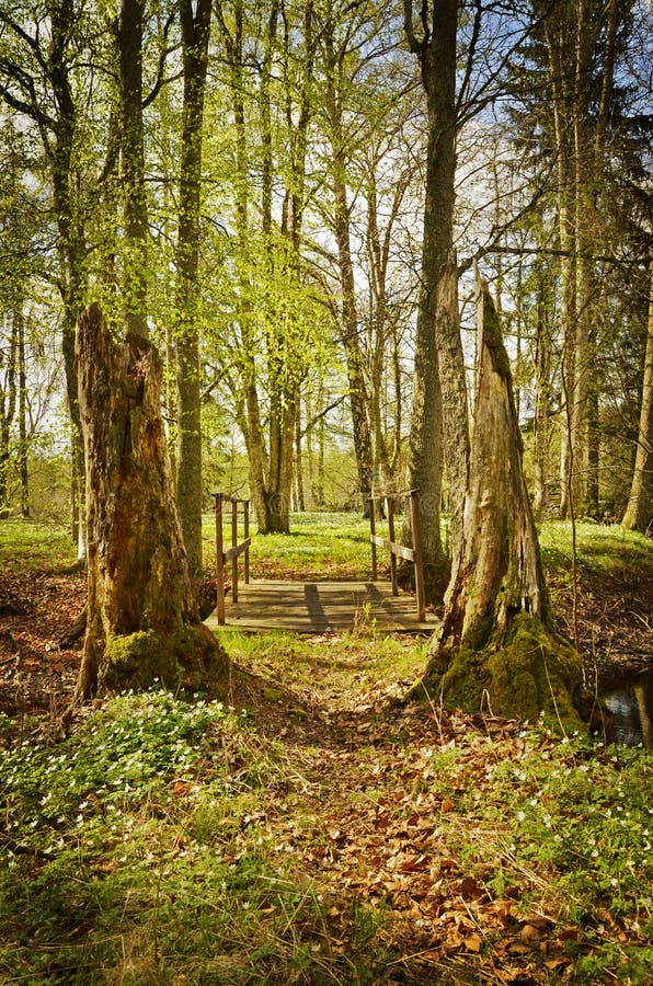 Pathway in Spring. Texture Conceptual Images Stock Image - Image of ...