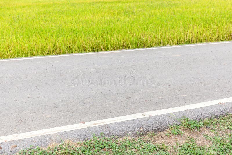 Pathway Straight through Rice Paddy in Field Farm. Stock Photo - Image ...