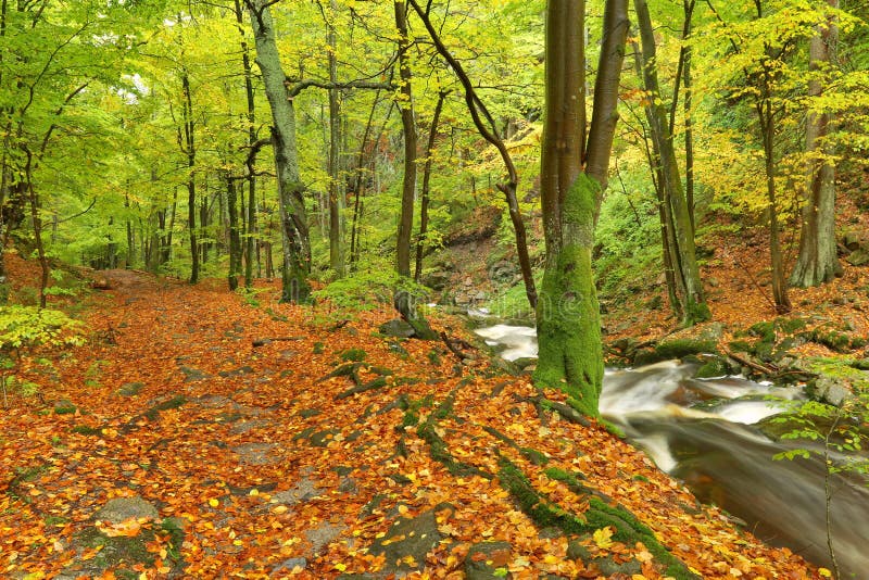 Pathway and Stream in Autumn Forest Stock Photo - Image of tree, leaf ...