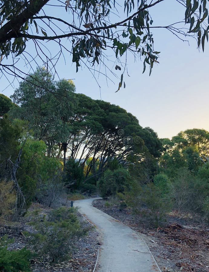 A Pathway with Striking Tree Stock Photo - Image of pathway, bush ...
