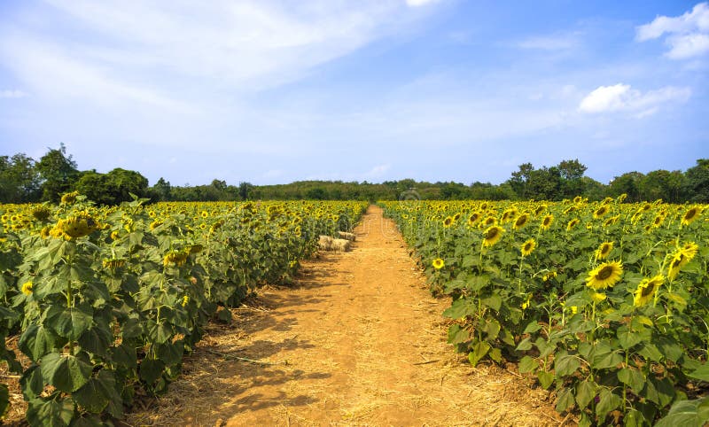 Pathway in Sunflower Cultivation Stock Image - Image of scene, rural ...