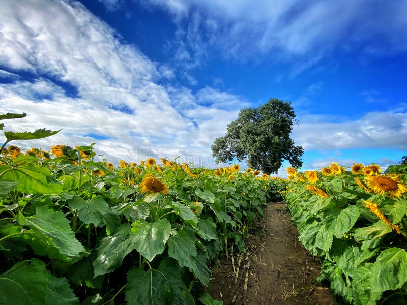 Pathway through Sunflower Field Stock Photo - Image of farming, fields ...