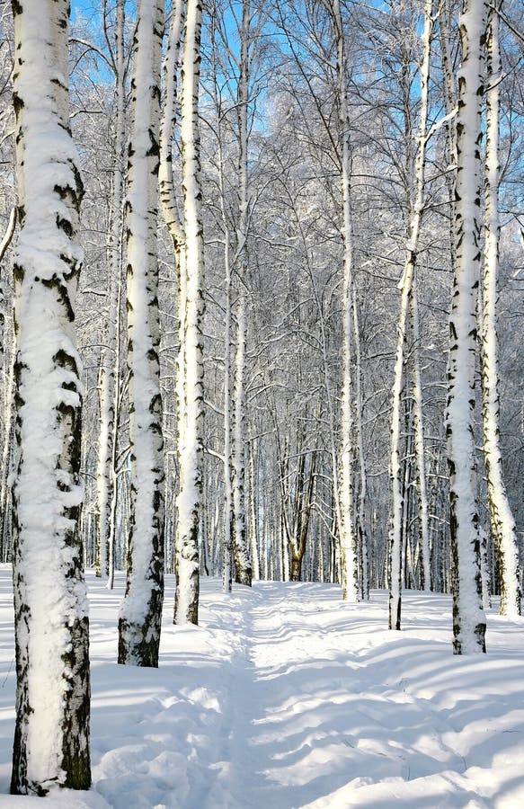 Pathway in Sunny Winter Forest Stock Image - Image of grove, frosty ...