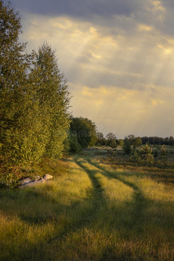 A Pathway at Sunset, Going into the Forest on a Summer Evening. Summer ...