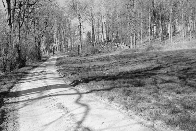 Pathway Surrounded by Big Dry Trees in a Rural Area Stock Photo - Image ...
