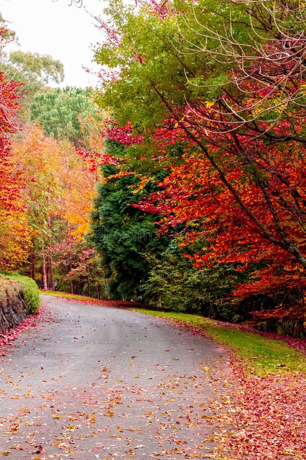 Pathway Surrounded by Garden Plants and Trees Stock Photo - Image of ...