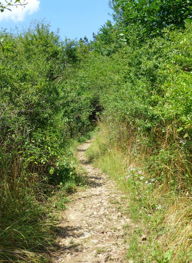 Pathway Surrounded by Greenery Stock Photo - Image of outdoor, forest ...