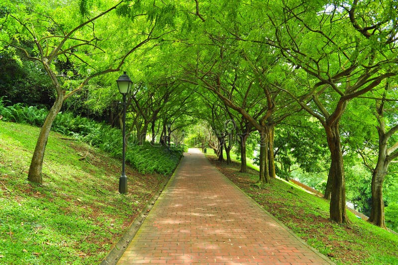 A Pathway Surrounded by Lush Greenery Stock Photo - Image of walkway ...