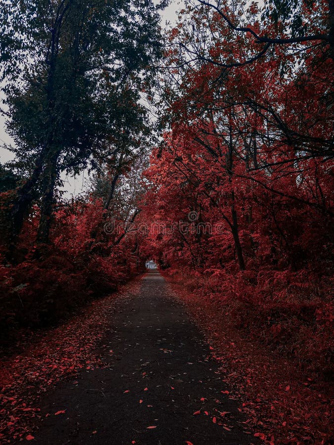 Pathway Surrounded with Red Trees and the Leaves Scattered on the Floor ...