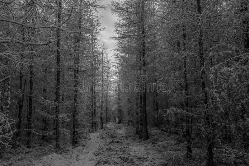 Pathway Surrounded by Snowy Trees in a Dense Forest on a Dark Gloomy ...
