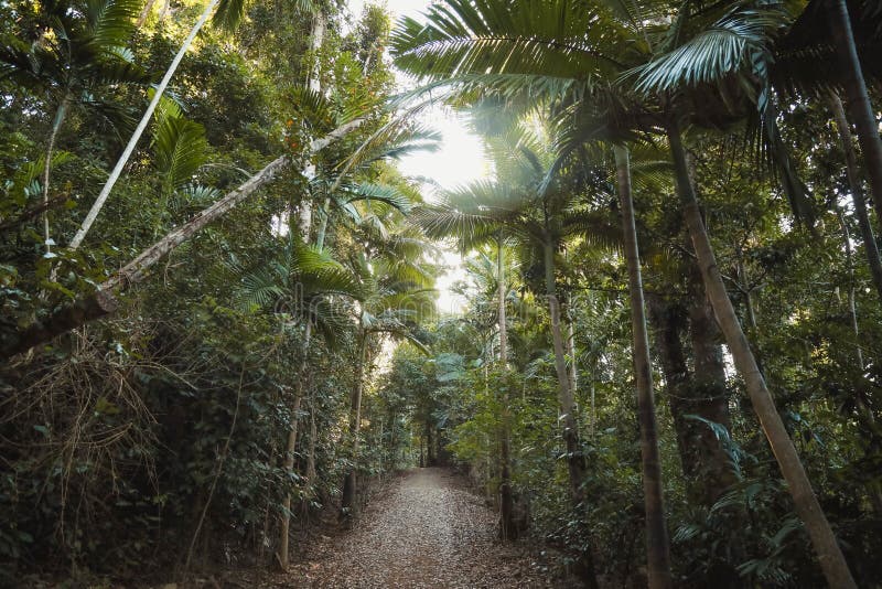 Pathway Surrounded by Trees and Bushes Under Sunlight at Daytime Stock ...