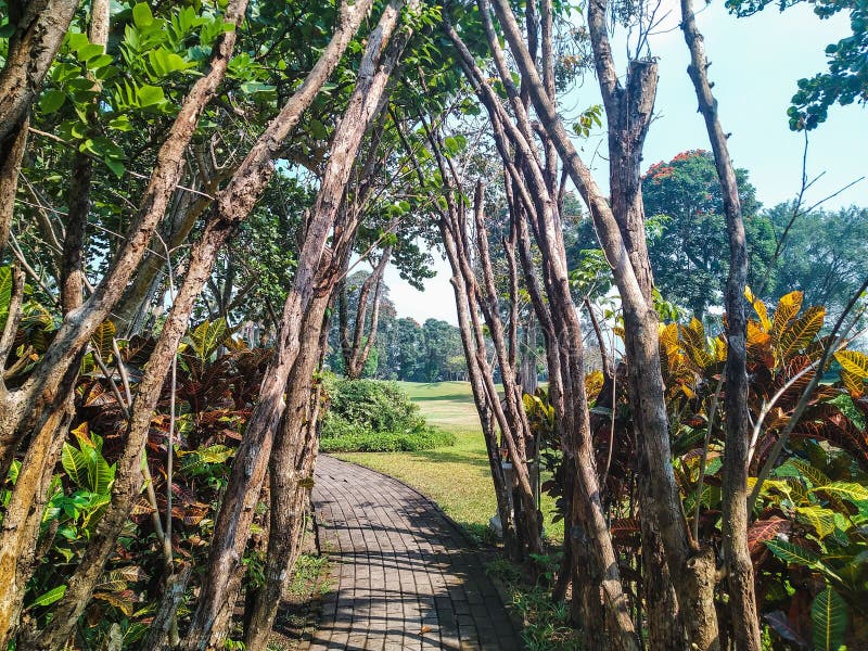 Pathway Surrounded by Trees and Leafy Plants at a Resort Garden Stock ... Pathway Surrounded by Trees and Leafy Plants at a Resort Garden Stock ...