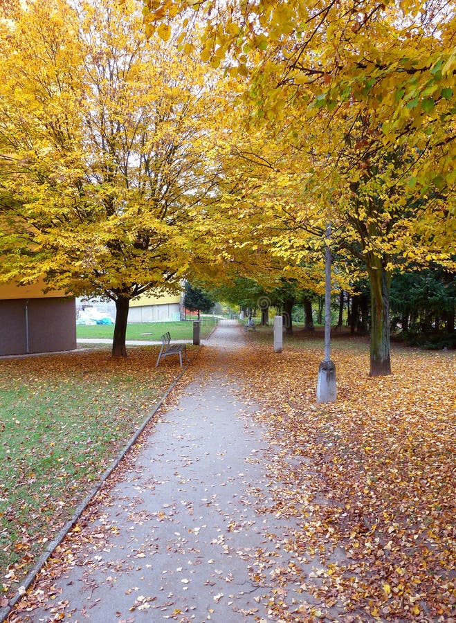 Pathway Surrounded by Trees with Yellow Leaves Stock Photo - Image of ...