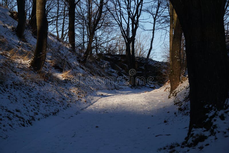 Pathway and Tall Leafless Trees Covered with Snow during Winter Stock ...