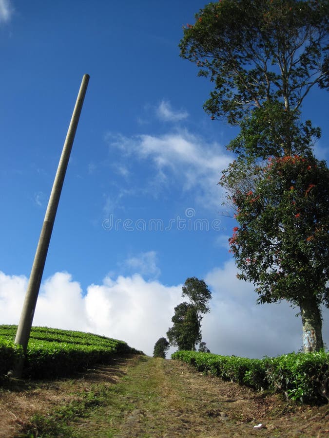 Pathway between Tall Pole and Tall Tree Oh the Hill Stock Photo - Image ...